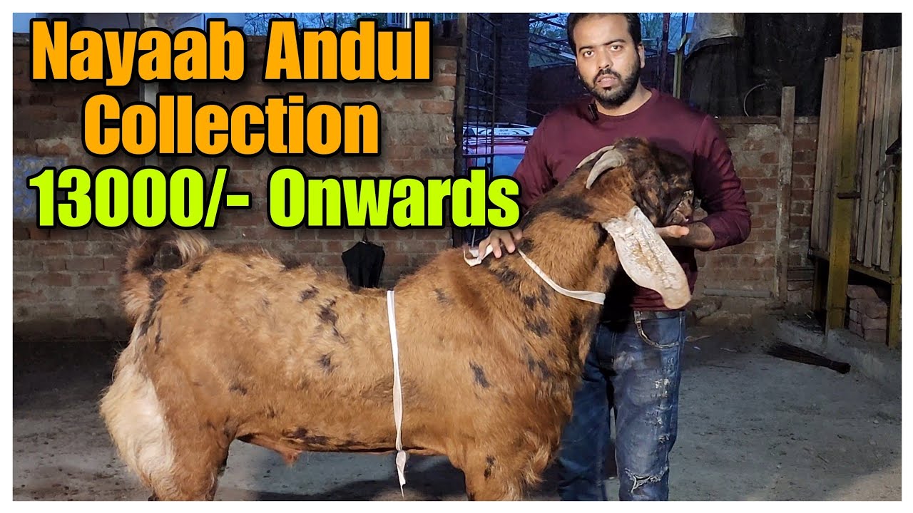 13000/- Onwards Andul Goat Collection At MSK GOAT'S | 2023 Qurbani ...