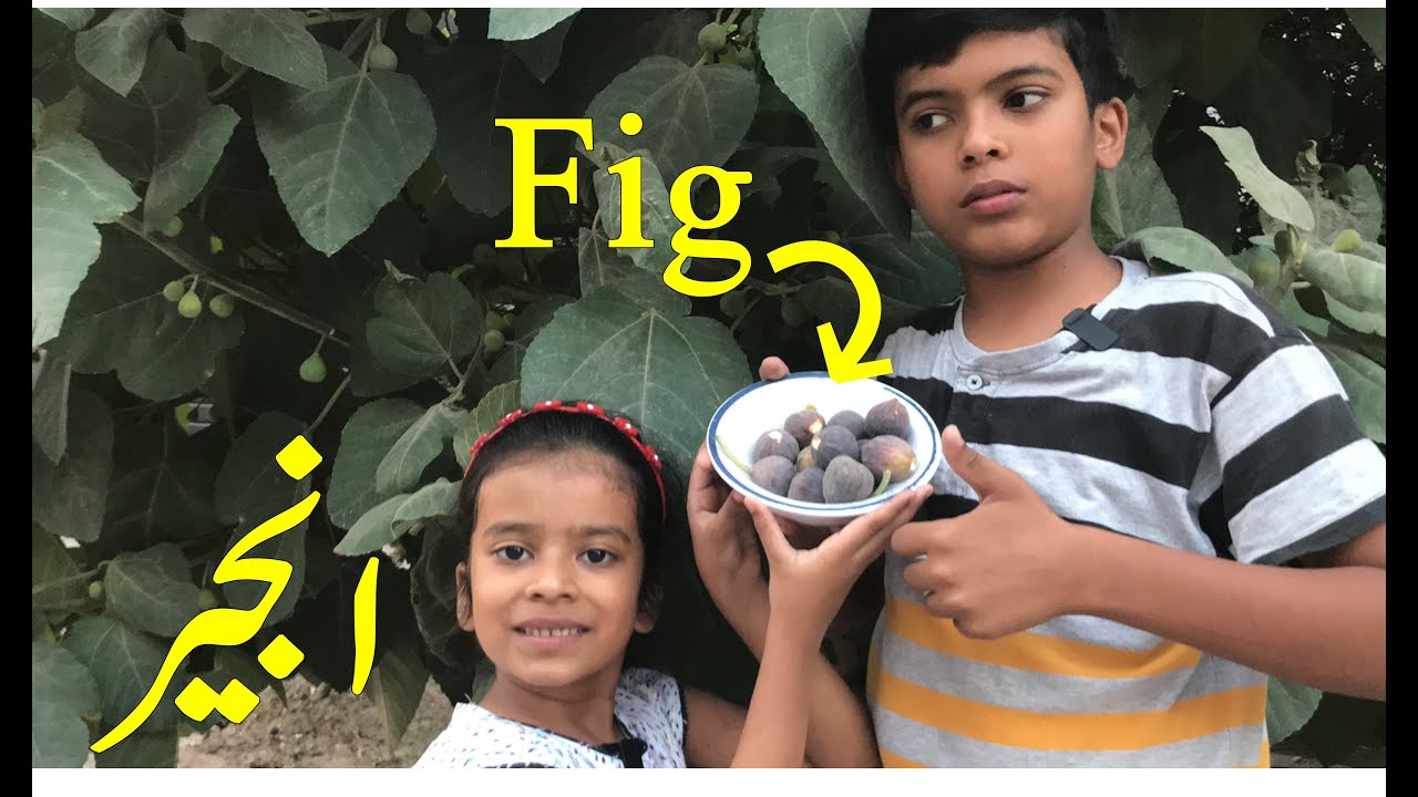 Delicious Fig Fruit | Anjeer Ka Fruit Enjoy Kia| Doctor Bhai Vlogs ...