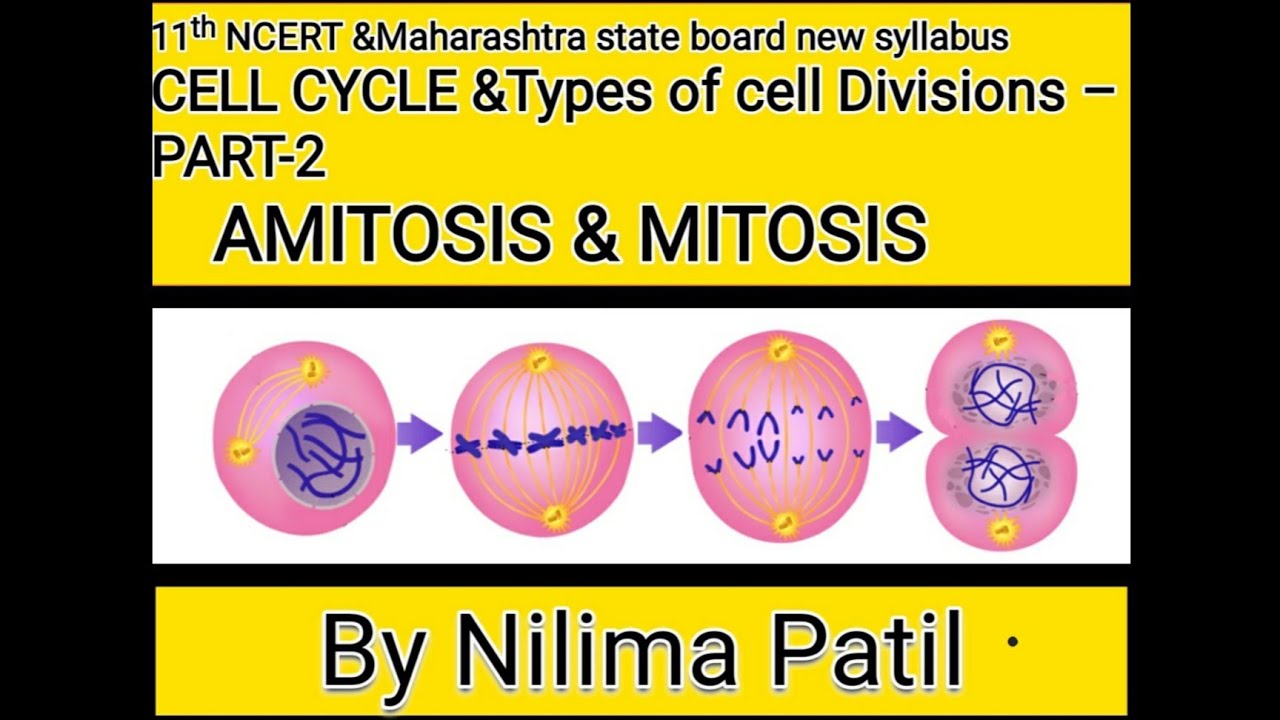 AMITOSIS AND MITOSIS - YouTube