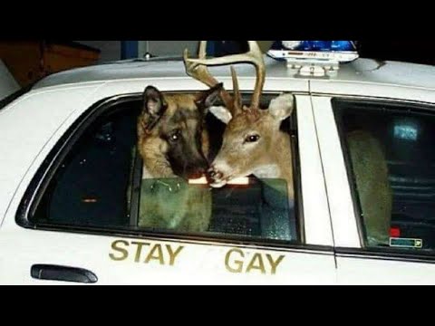 bug randomizer- 2002VE - YouTube