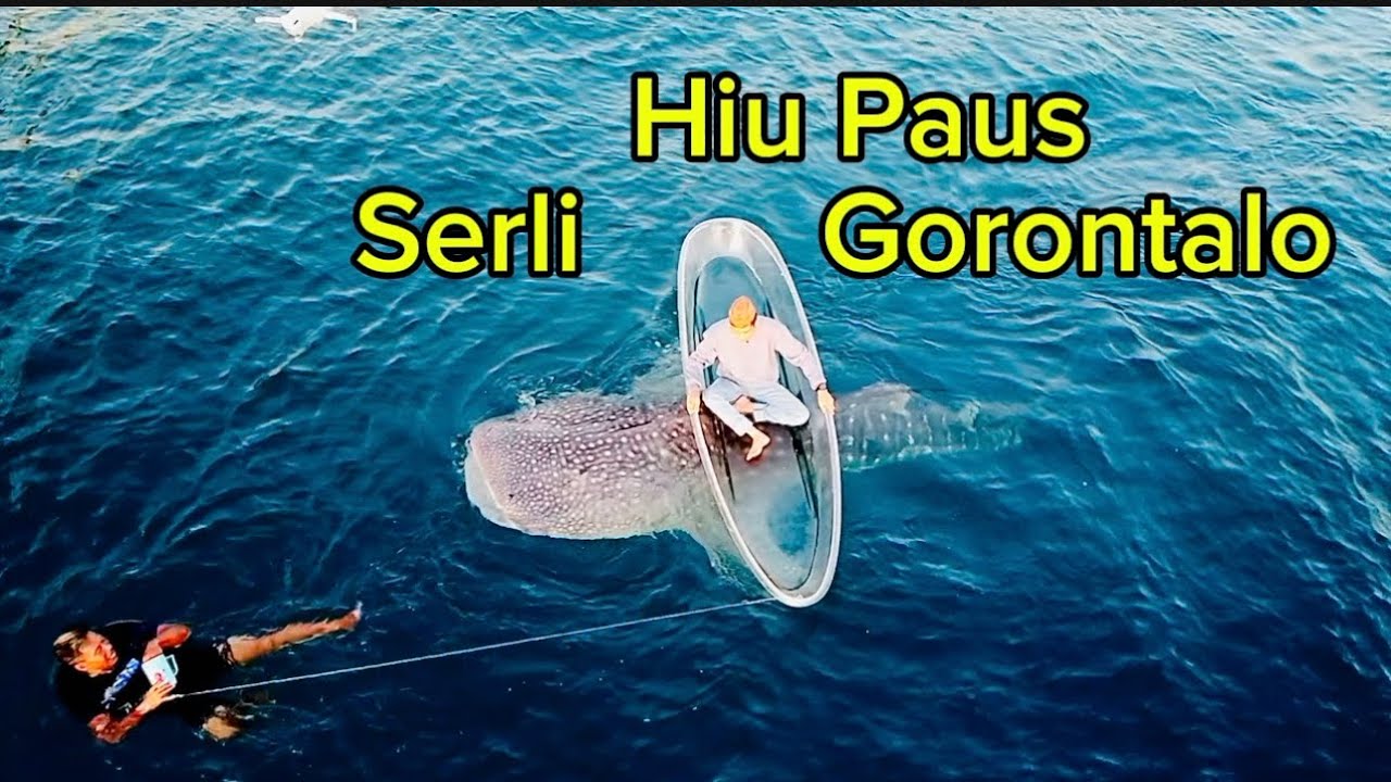 Pengambilan Video Hiu Paus Bernama Serli di Gorontalo Botu Barani Bone ...