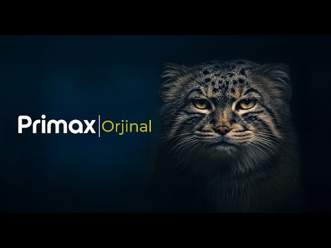 Pallas Kedisi | En Gizemli Kedi | #islami #Belgeseli #pallaskedisi #kadirdağdelen