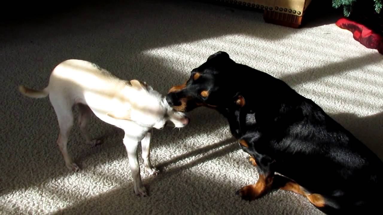 Lola kissing Boo Boo Bear - YouTube