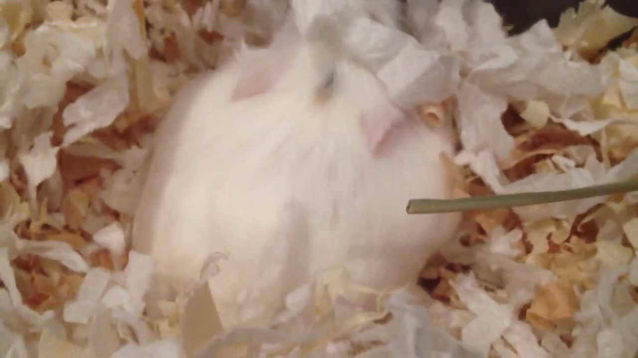 How To Introduce Two Dwarf Hamsters - YouTube