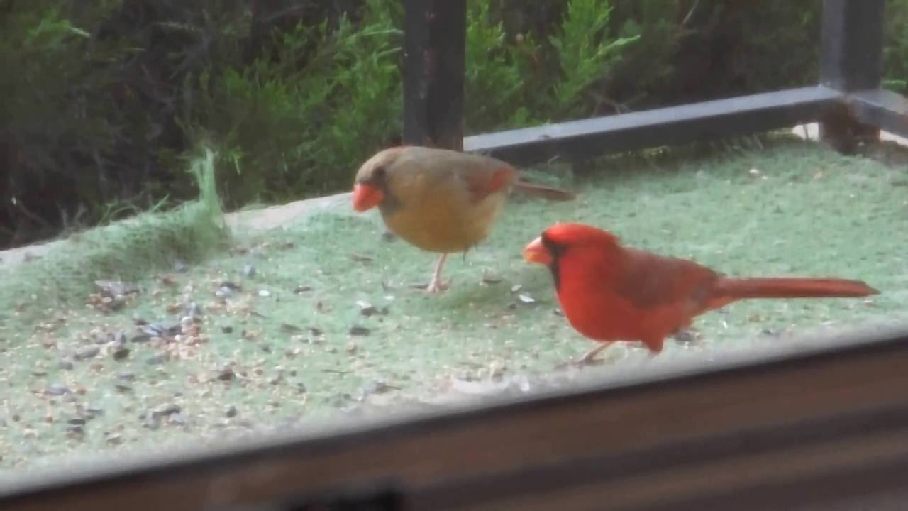 Red Cardinal Bird Male feeding female - YouTube