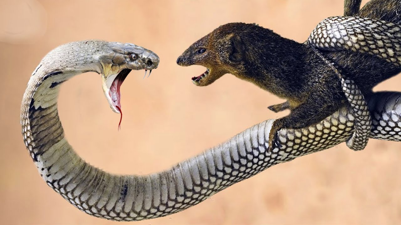 [Incrível😱🔥] MELHORES ATAQUES DE COBRAS - ANIMAIS SELVAGENS - YouTube