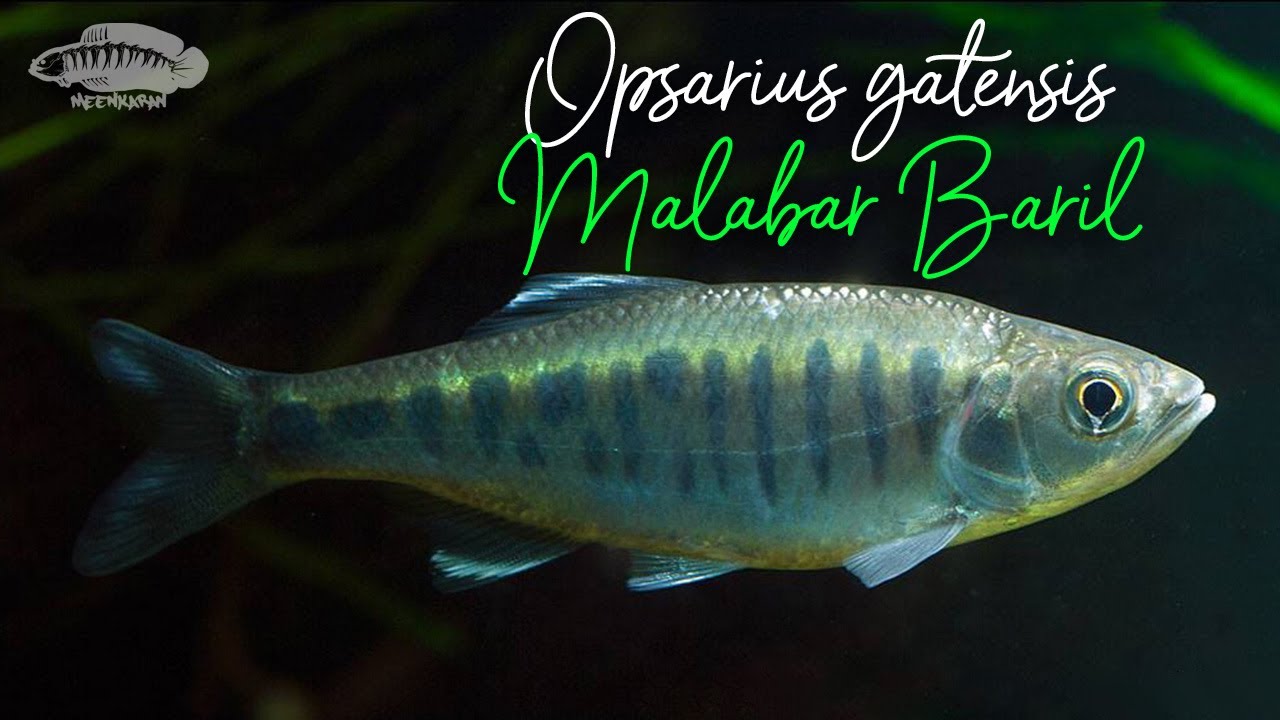 A Shoal of Malabar Baril | Western Ghats Underwater Video | #biotope # ...