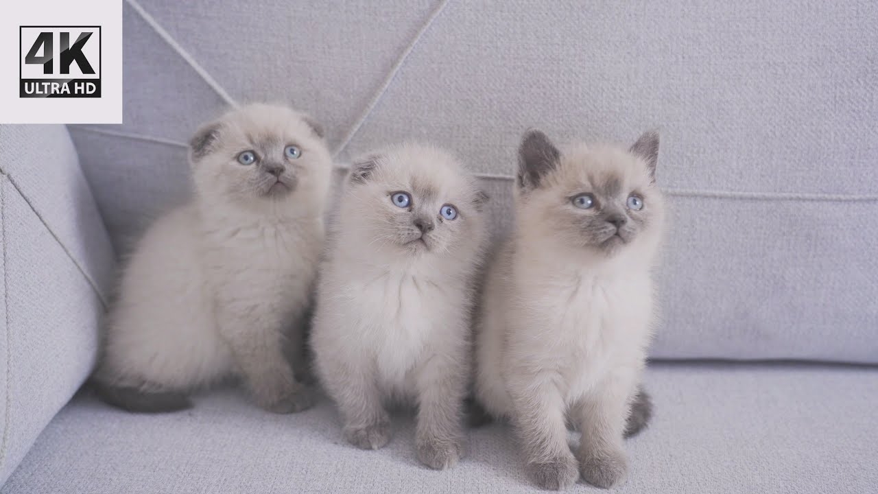 4k - No ad - Adorable Cat - sleepy meditation music and bird sound ...