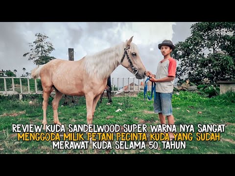 KUDA SANDEL BETINA SUPER WARNA ANTIK - YouTube