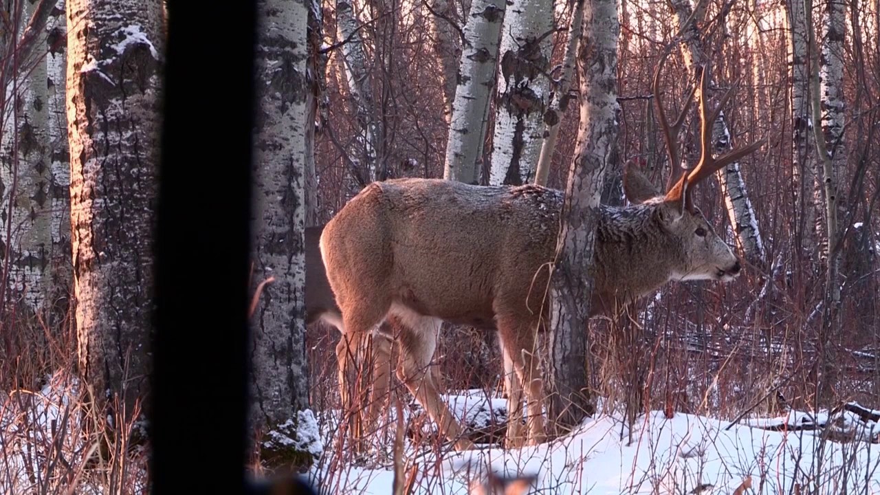 A Hunt for a monster Canadian whitetail takes a sharp turn - YouTube