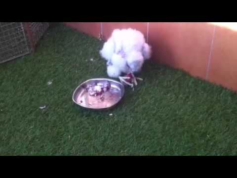 Halcón peregrino pollo comiendo solo - YouTube