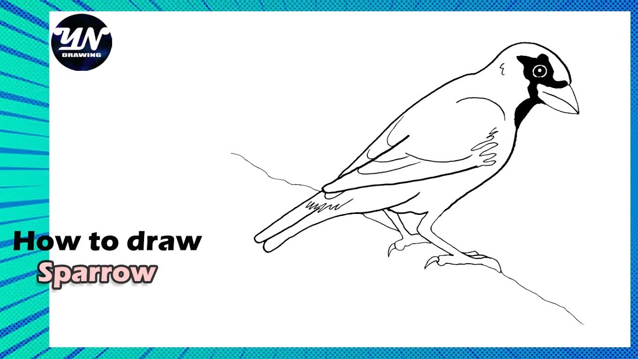 How to Draw Sparrow - YouTube