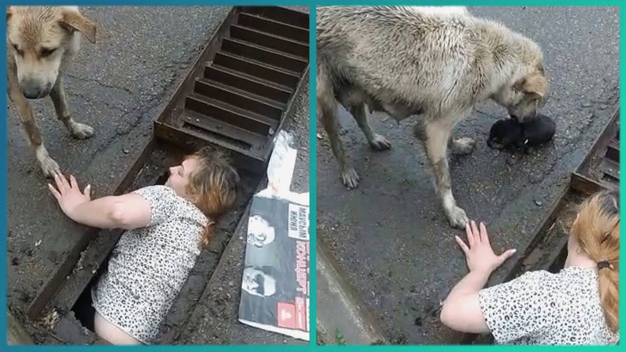 Animals That Asked People for Help & Kindness Ep 31 - YouTube