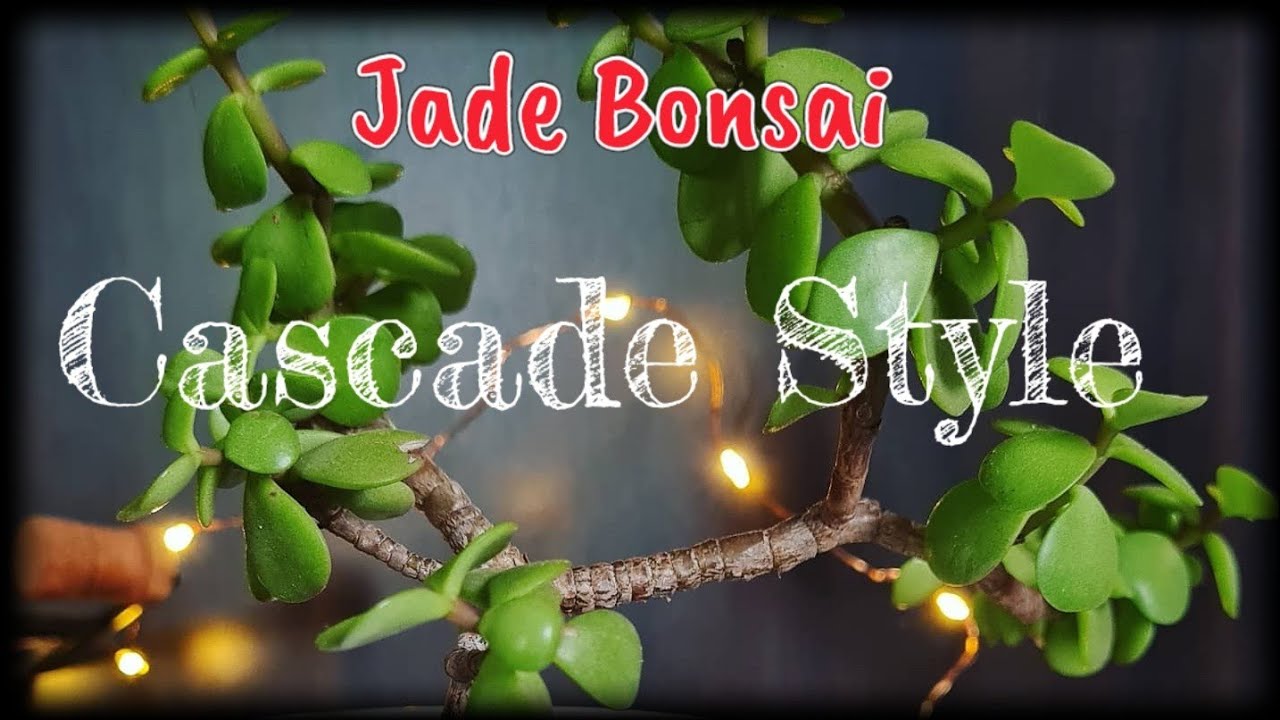 how to make jade Bonsai Cascade style Update #bonsai - YouTube