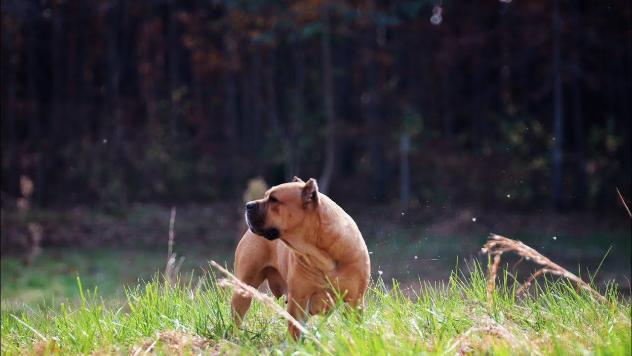 Introducing Cane Corso puppies to the Pack for the 1st time. - YouTube