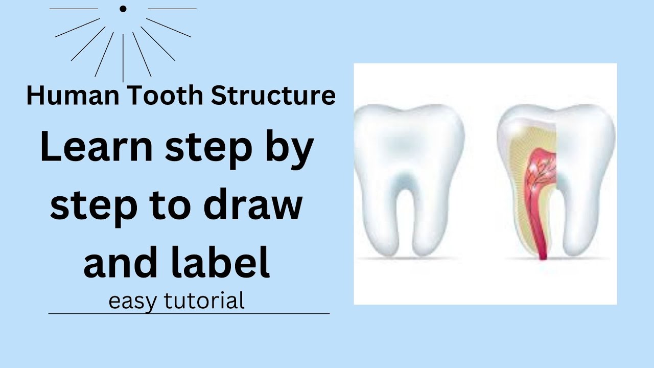 Learn to draw and label tooth structure - YouTube