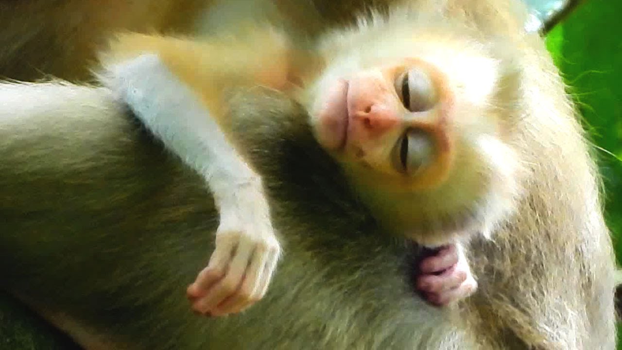 Cutest Moment Ever Tiny Baby Monkey Robin Falls Asleep in Rose's Hands ...