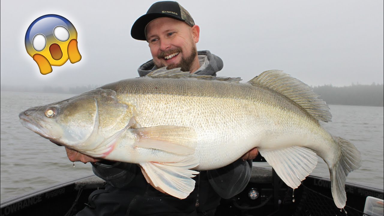 SUPERSIZE Zander On Live Sonar - Lowrance Active Target! - YouTube