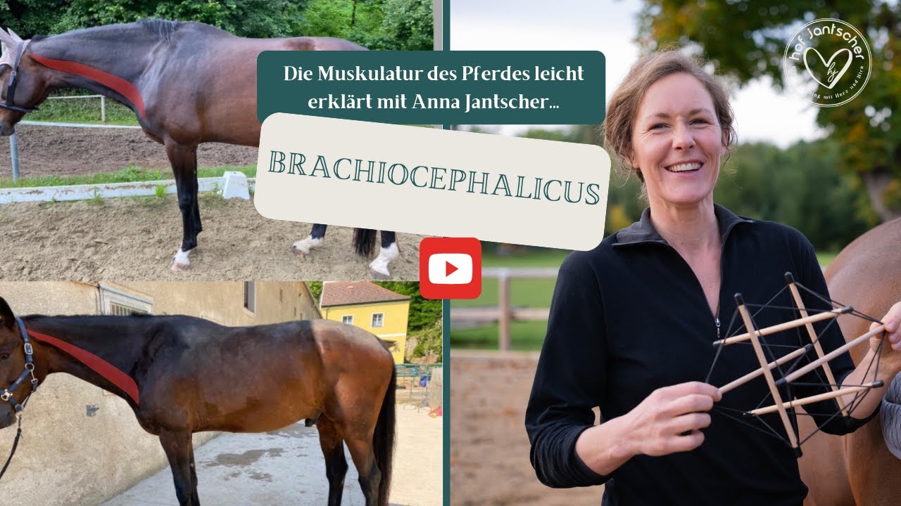 Musculus brachiocephalicus - Pferdeanatomie - Anna Jantscher erklärt ...