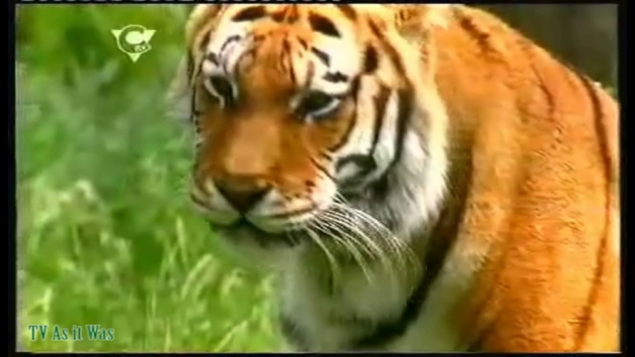 CITV Continuity - 2007 - YouTube