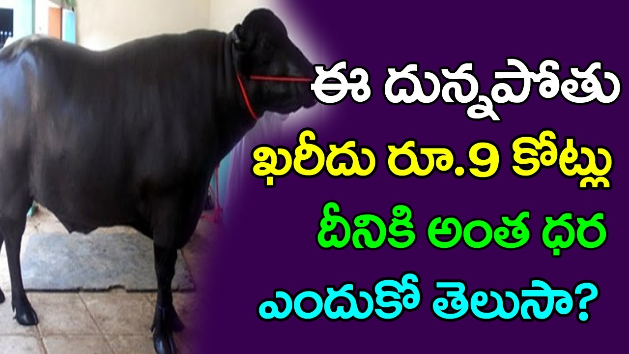 Male Buffalo Yuvaraj | 7 Crore Worth Murrah Buffalo | Yuvraj The Bull ...