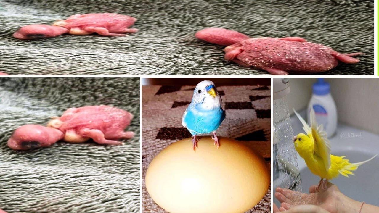 Baby Budgie Growth Stages - YouTube