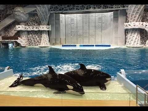 Moscow Orcas, Killer Whales in Moscow - YouTube