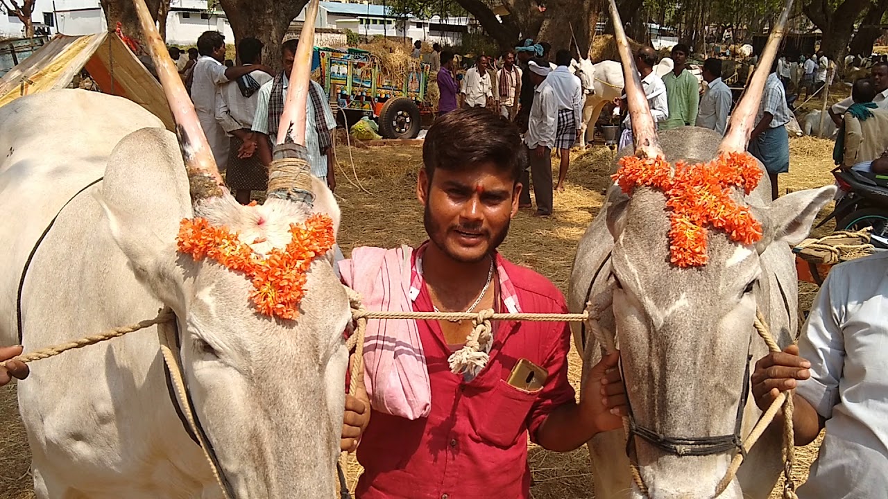 Farmer Mahadev Prasad from Muggur,T Narsipura,purchased 6 Teeth ...