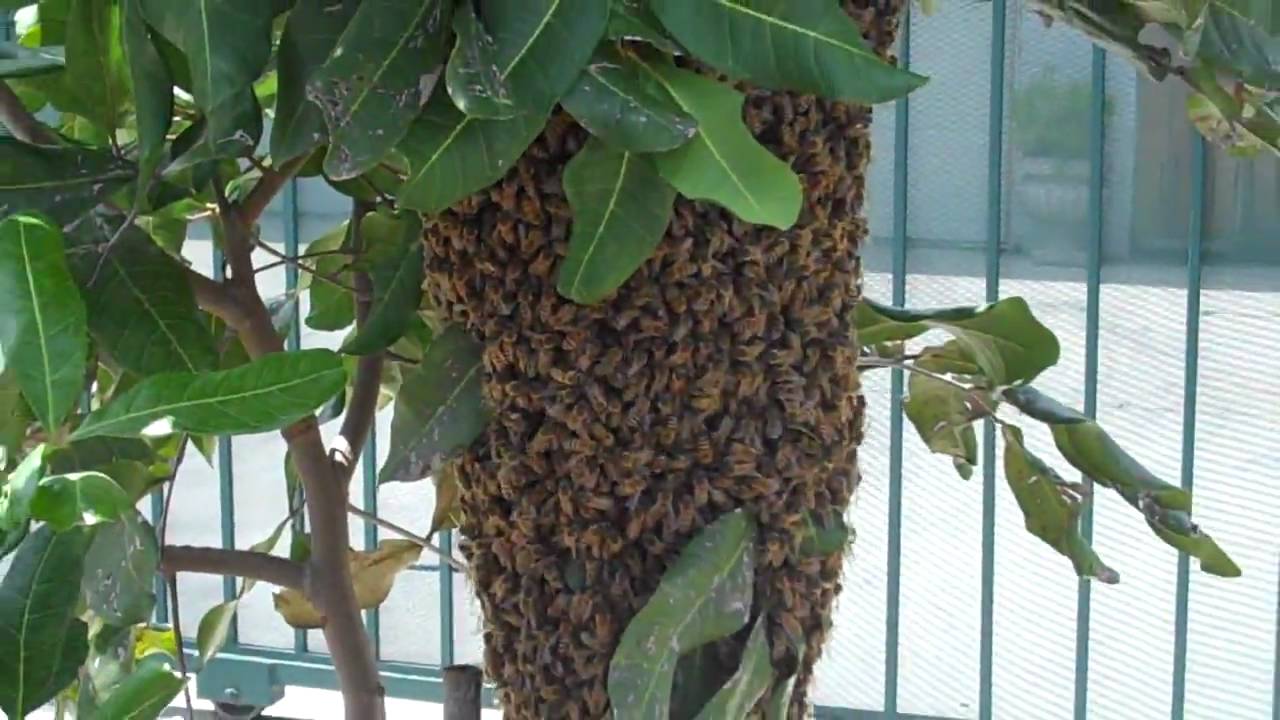 Beehive outside my house. - YouTube