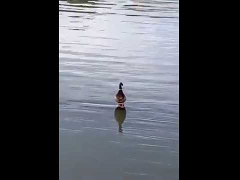 Jesus duck - YouTube
