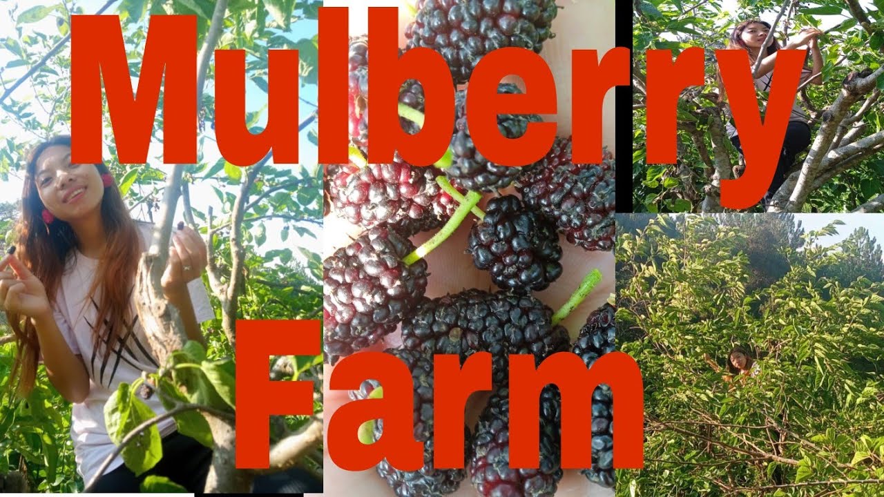 Mulberry Farm|| with friends||@Pongwankitnya||Vlog:07 - YouTube
