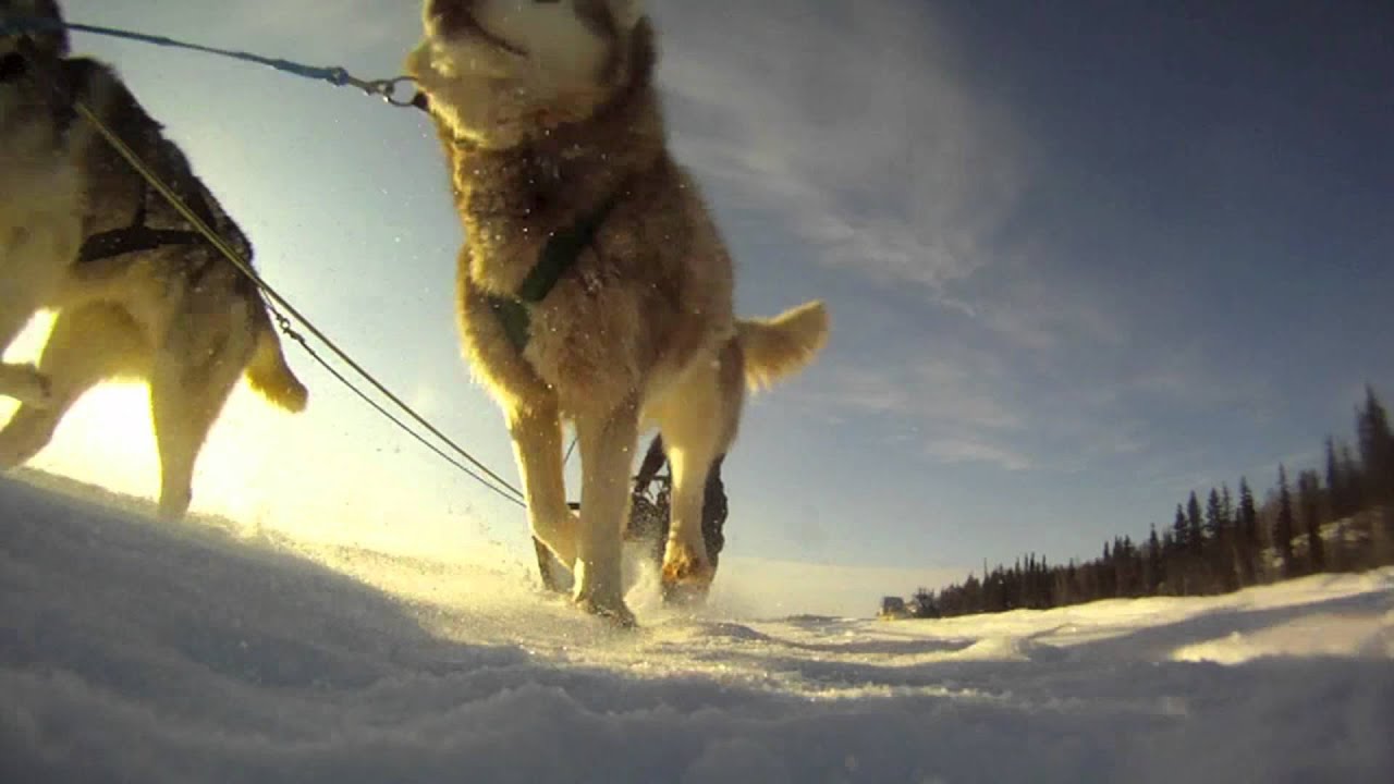 The Mushing Song - YouTube