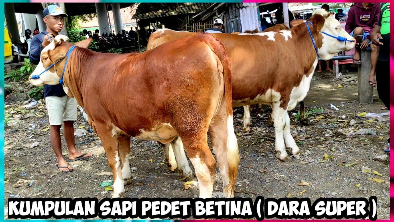 Kumpulan Sapi Dara Super Cantik, Pasar Rogojampi Banyuwangi Jatim ...