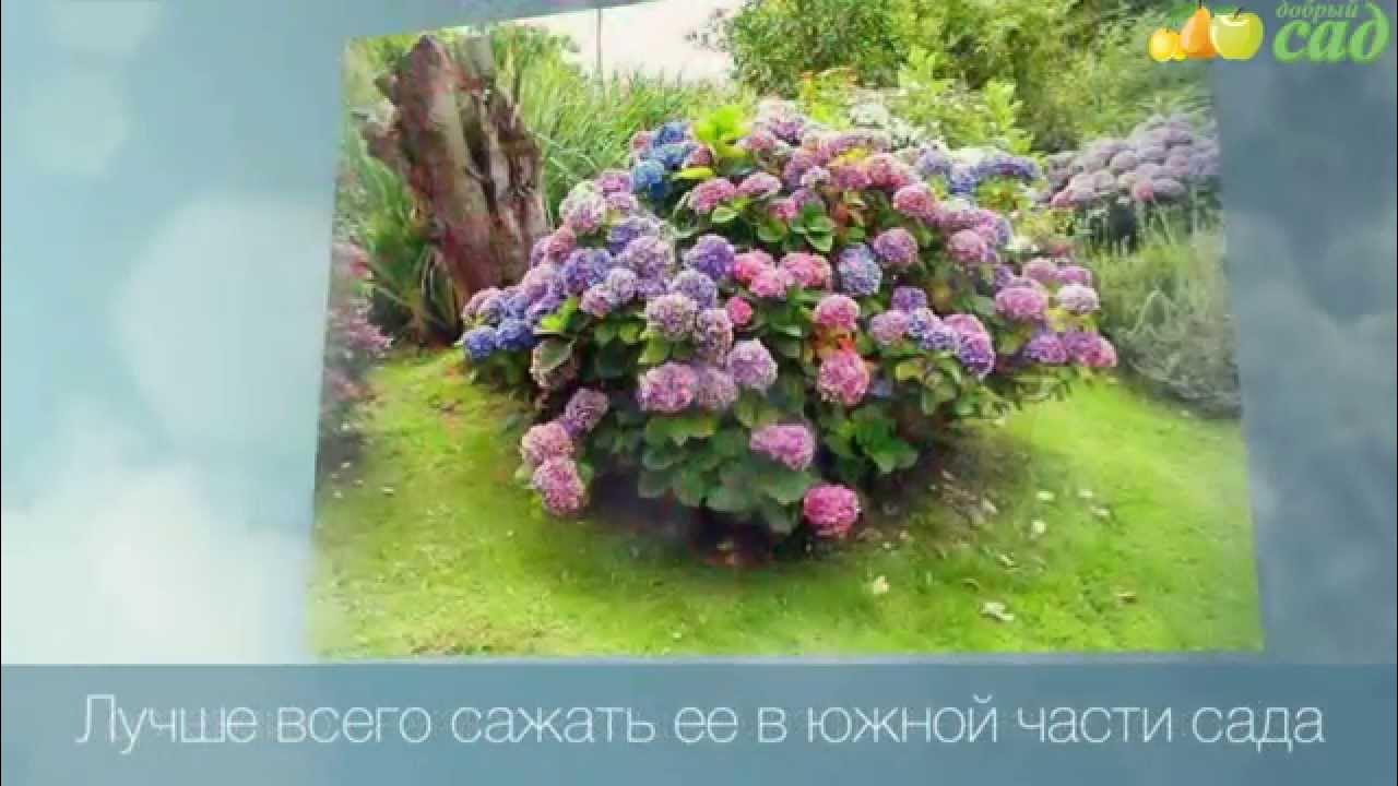 Посадка гортензии - как правильно посадить гортензию - YouTube