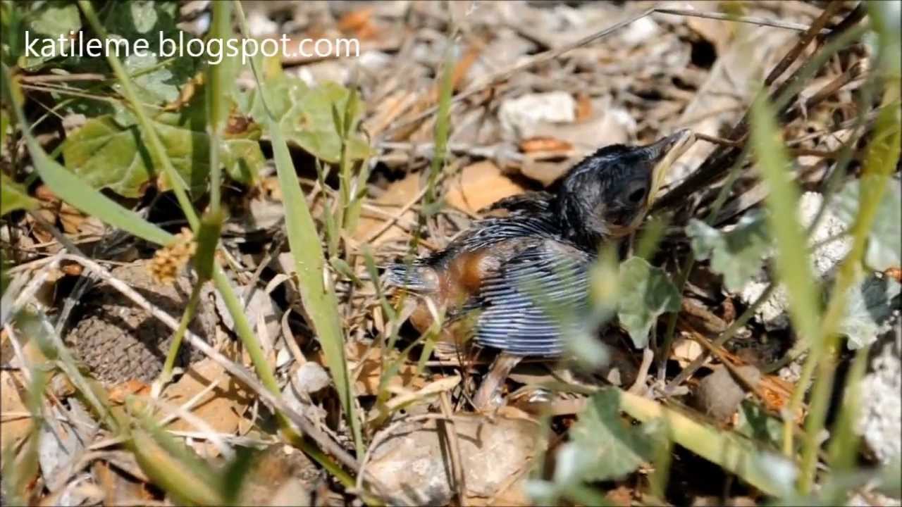 Αηδονάκι. Baby Nightingale - YouTube