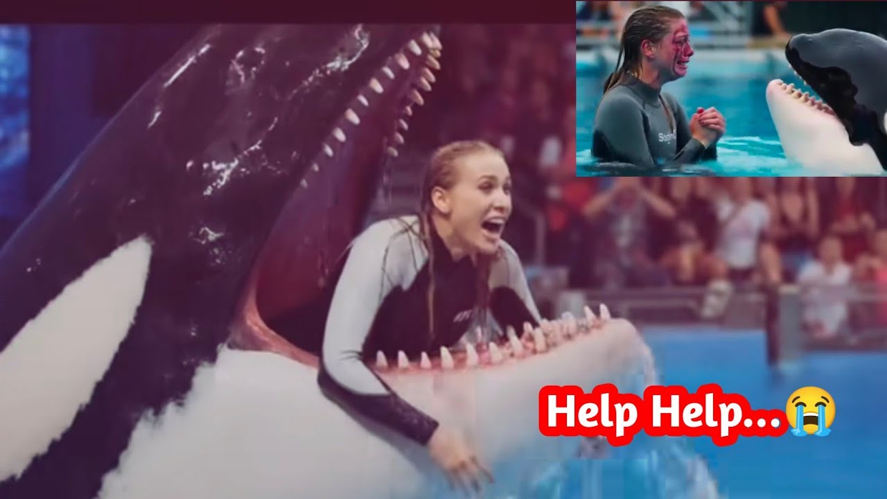 Jessica Dolphin Trainer Attack| Jessica Radcliffe Orca Attack| Dolphin ...