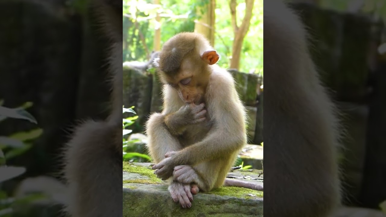 Lovely Abandon Monkey - Enjoy Watching Orphan Baby Monkey In Wild ...