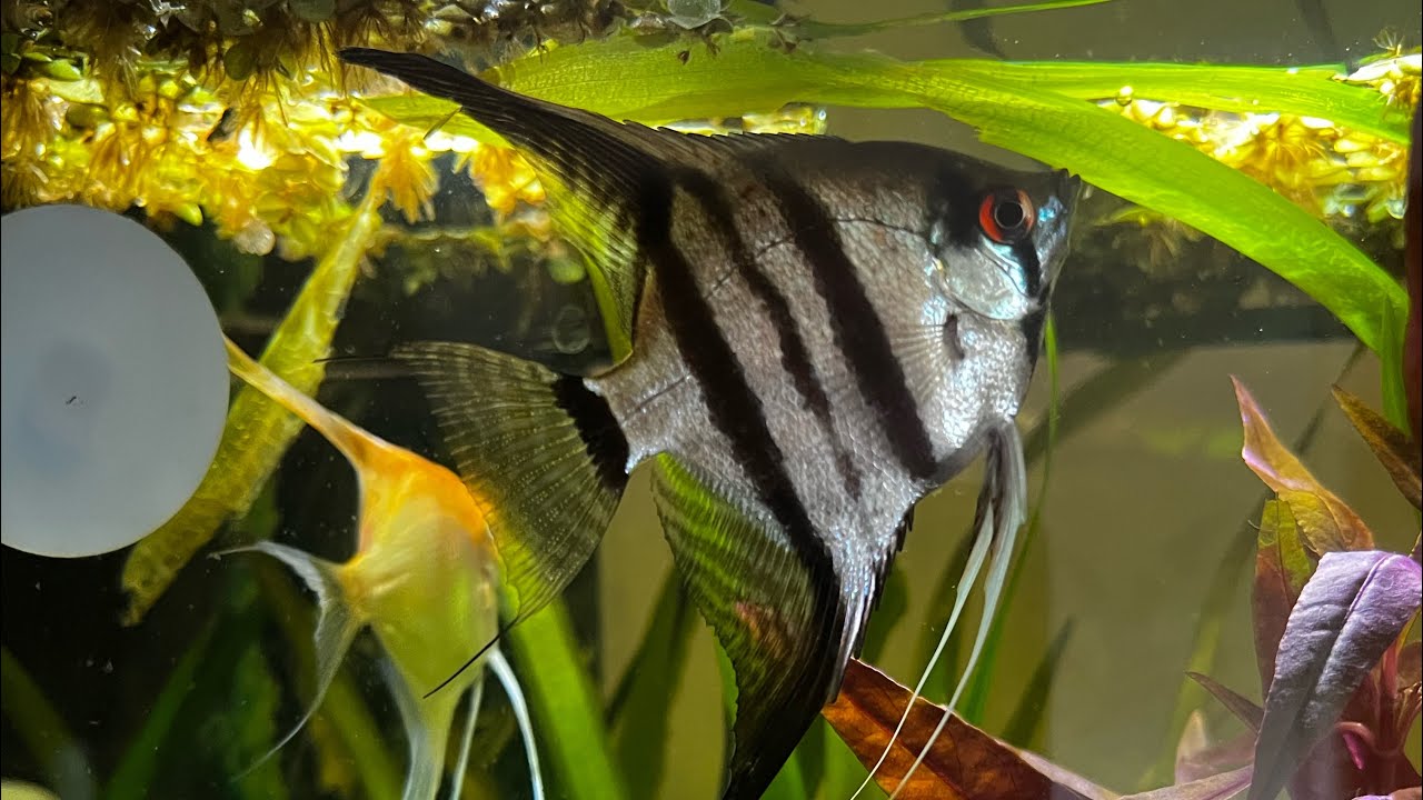 Angelfish - YouTube