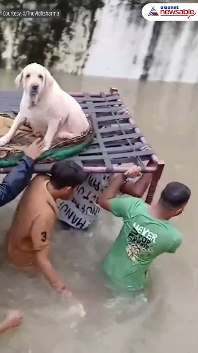 Vadodara Flood: Heartfelt Dog Rescue Video Amid Waterlogged Street Goes Viral #Gujarat #DogVideo ...