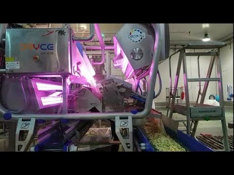 Dryce optical sorting machine for frozen diced zucchini | Raytec Vision ...