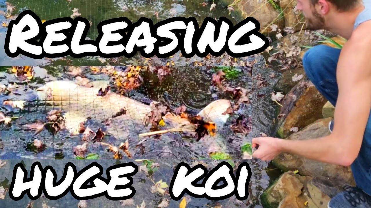 Huge KOI finally going into the pond - OHIO FISH RESCUE - YouTube