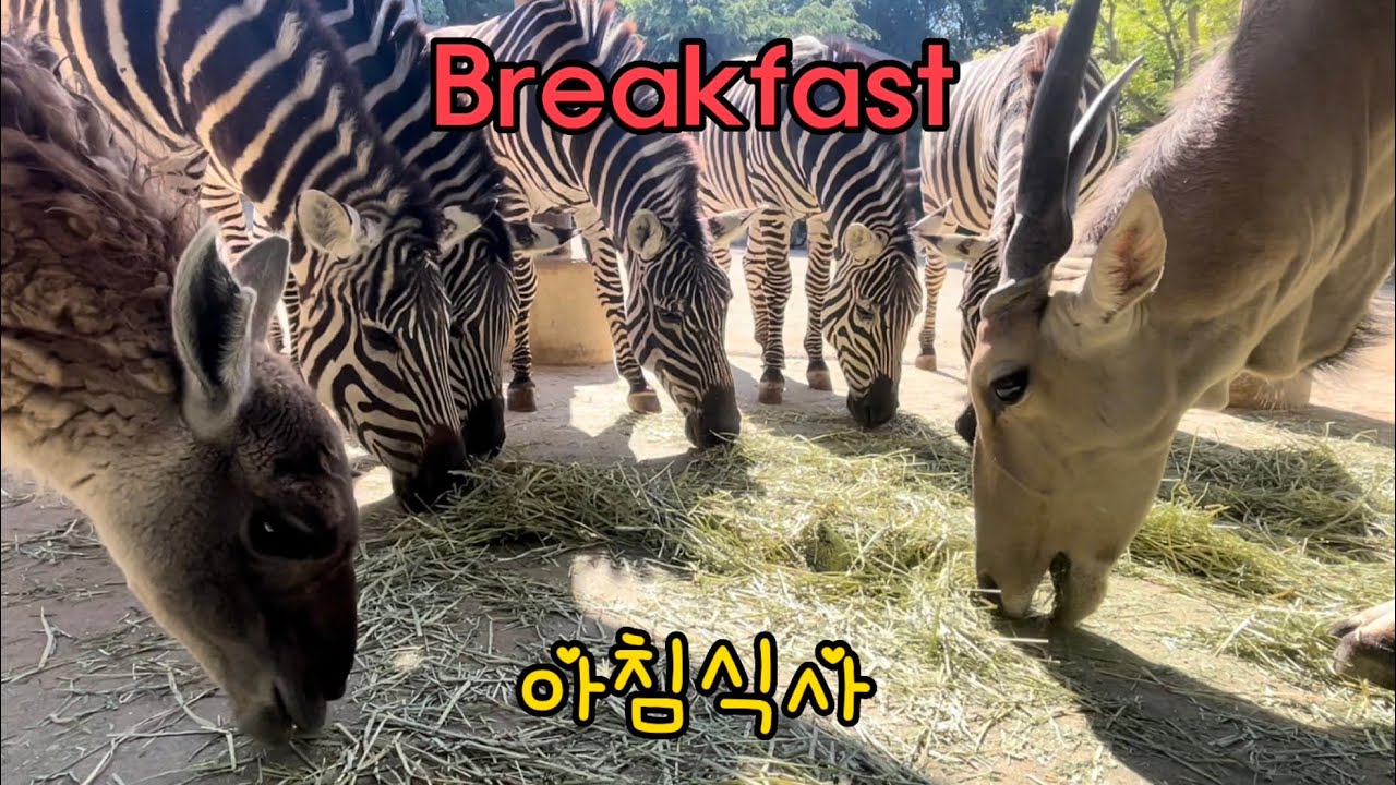 동물들의 아침식사 The breakfast of animals - YouTube