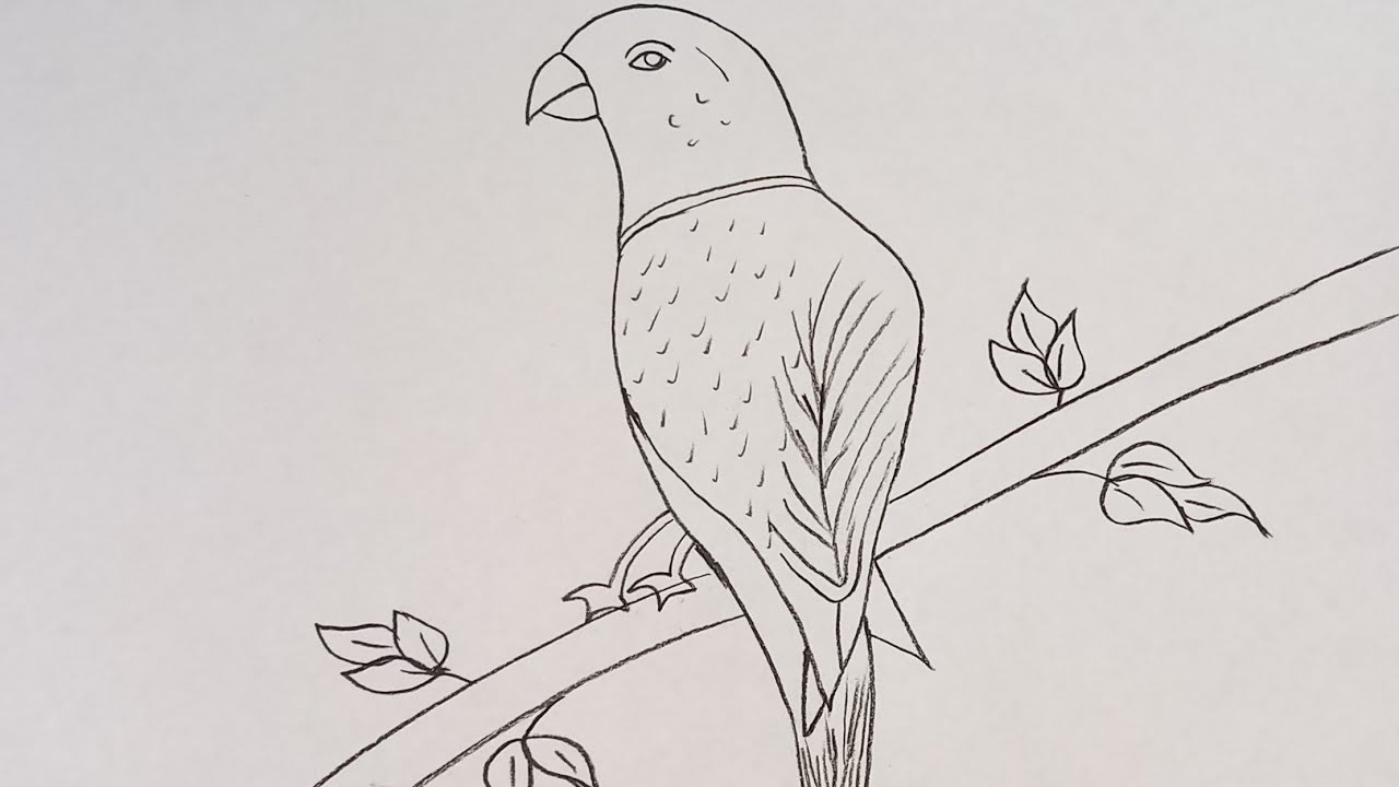 Parrot drawing easy!! How to draw parrot!!bird drawing tutorial ...