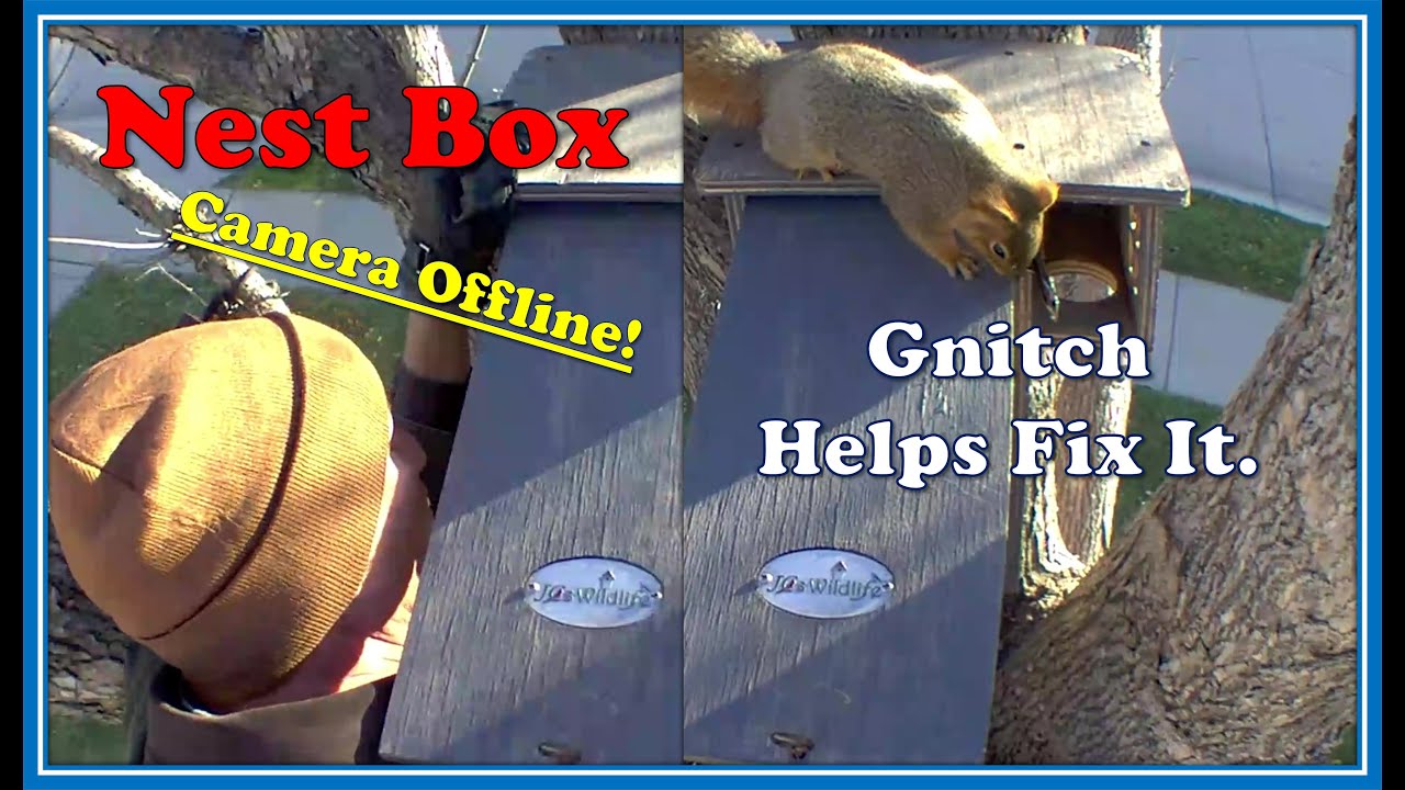 Squirrel Nest Box: Camera Offline - Gnitch helps to fix it. - YouTube