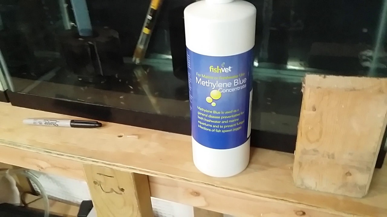 Treating sick fish with methylene blue - YouTube