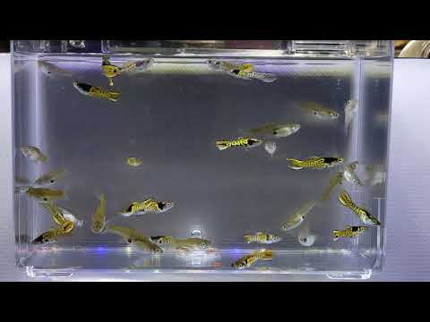 The best beginner fish Rainbow Tiger Endlers - YouTube