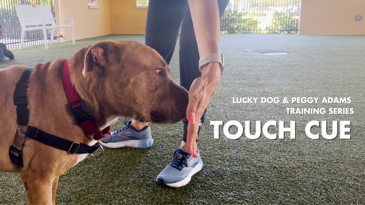 Lucky Dog x Peggy Adams Training Series: Touch Cue - YouTube
