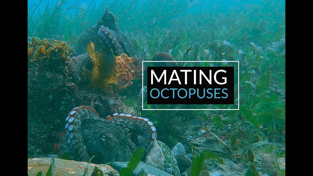 WildOnly - Mating Octopuses! Octopus male with sex arm mating with ...