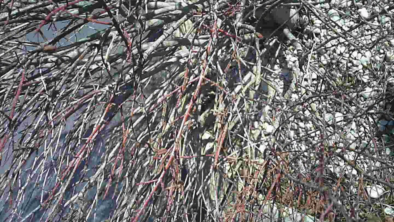 February 8, 2018 will be back after lunch leave a message - YouTube