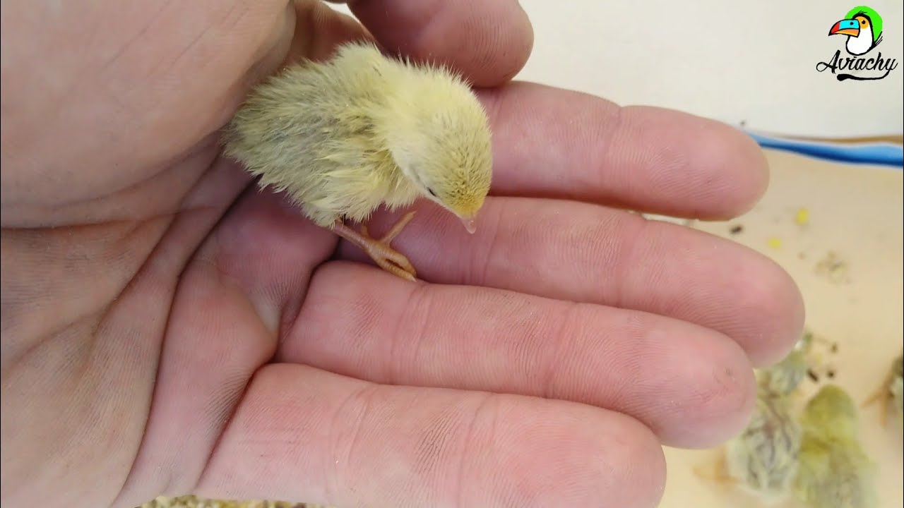 ¿COMO SIGUEN LOS POLLITOS DE CODORNIZ CHINA? DESPUÉS DE UN DÍA DE ...